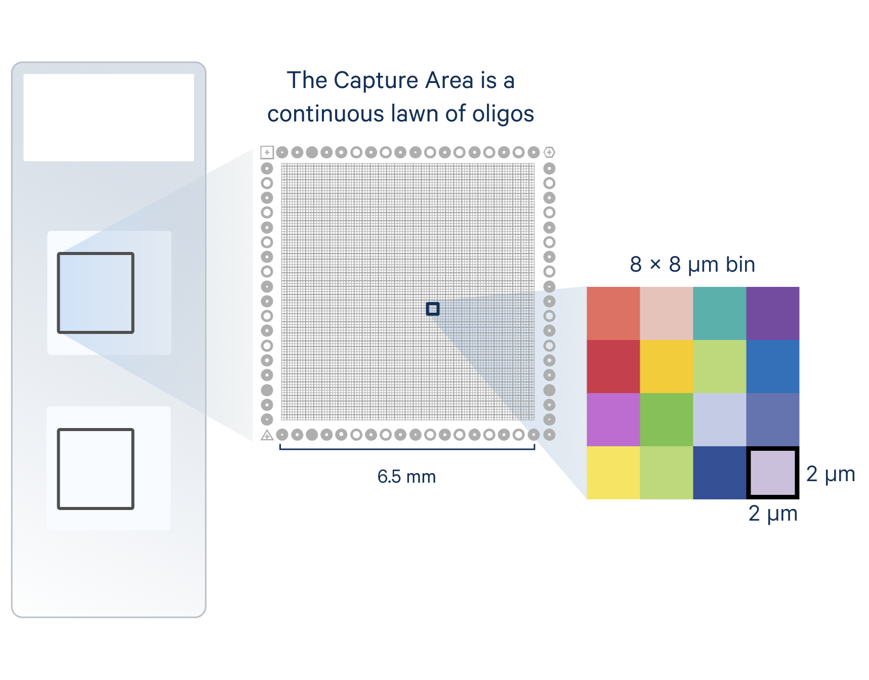 Optimizing your spatial transcriptomics research with Visium HD and Xenium Prime 5K - 10x Genomics